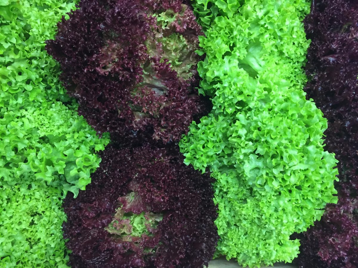 Salatgroßhandel – Steiner Obst & Gemüse